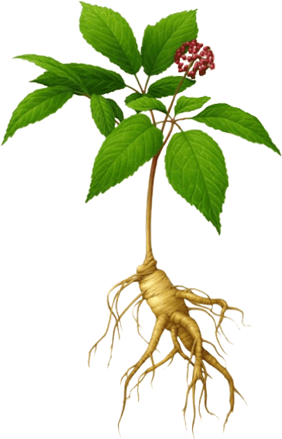 Premium Wisconsin Ginseng | Family-Grown American Ginseng Roots ...